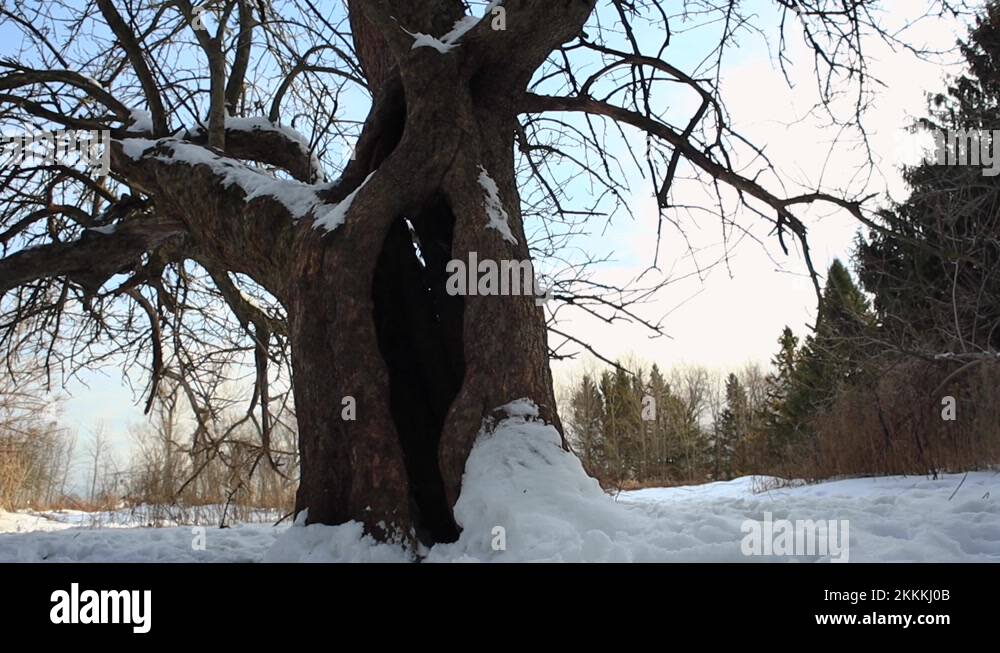 Hollow tree Stock Videos & Footage - HD and 4K Video Clips - Alamy