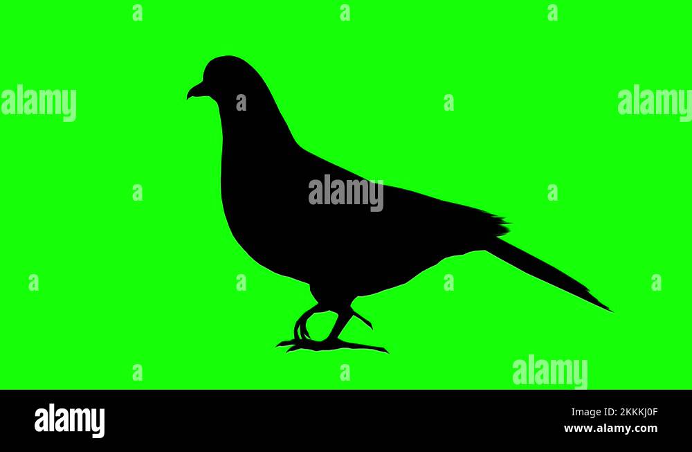 Animal pigeon Stock Videos & Footage - HD and 4K Video Clips - Alamy