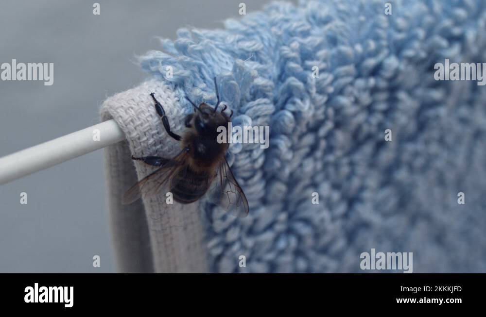 Cloth insects Stock Videos & Footage - HD and 4K Video Clips - Alamy