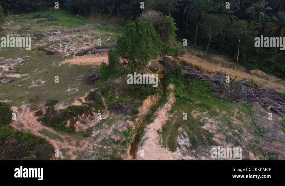 Tree cut off Stock Videos & Footage - HD and 4K Video Clips - Alamy