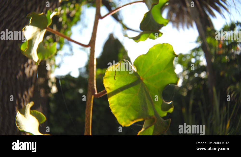 Green leafy vine Stock Videos & Footage - HD and 4K Video Clips - Alamy