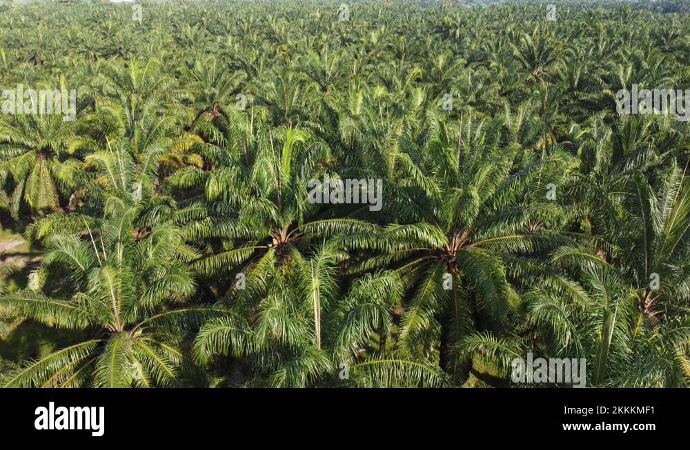 Oilpalm tree Stock Videos & Footage - HD and 4K Video Clips - Alamy