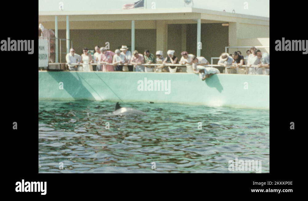 Shark in pool Stock Videos & Footage - HD and 4K Video Clips - Alamy