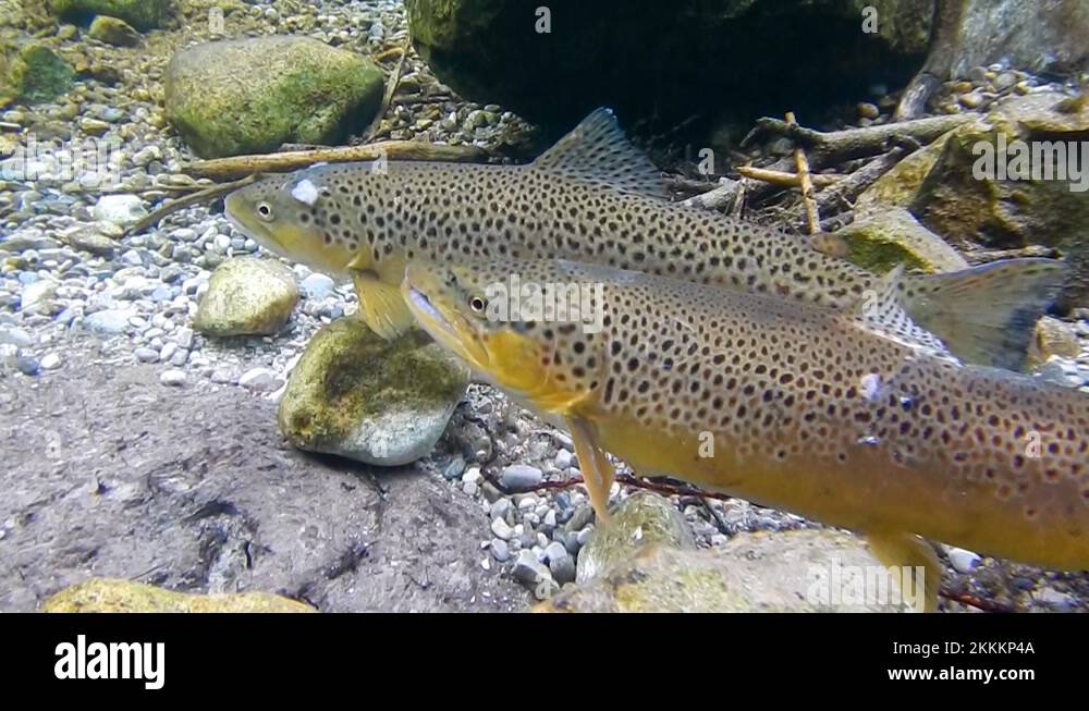 couple brown trout while spawning in river Stock Video Footage - Alamy