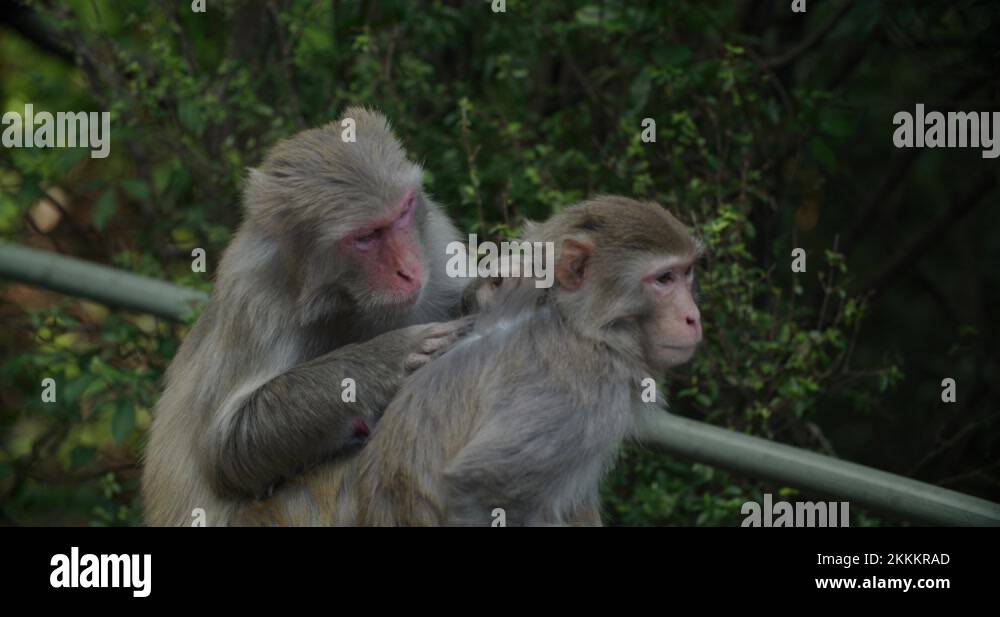 Monkey country Stock Videos & Footage - HD and 4K Video Clips - Alamy