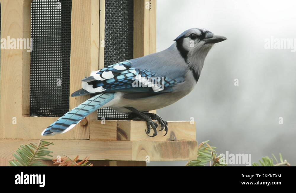 Blue Jay eating sunflower seeds without peeling them Stock Video ...