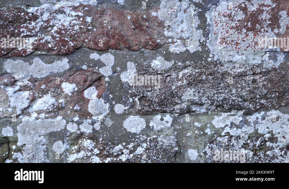 Brick wall algae Stock Videos & Footage - HD and 4K Video Clips - Alamy