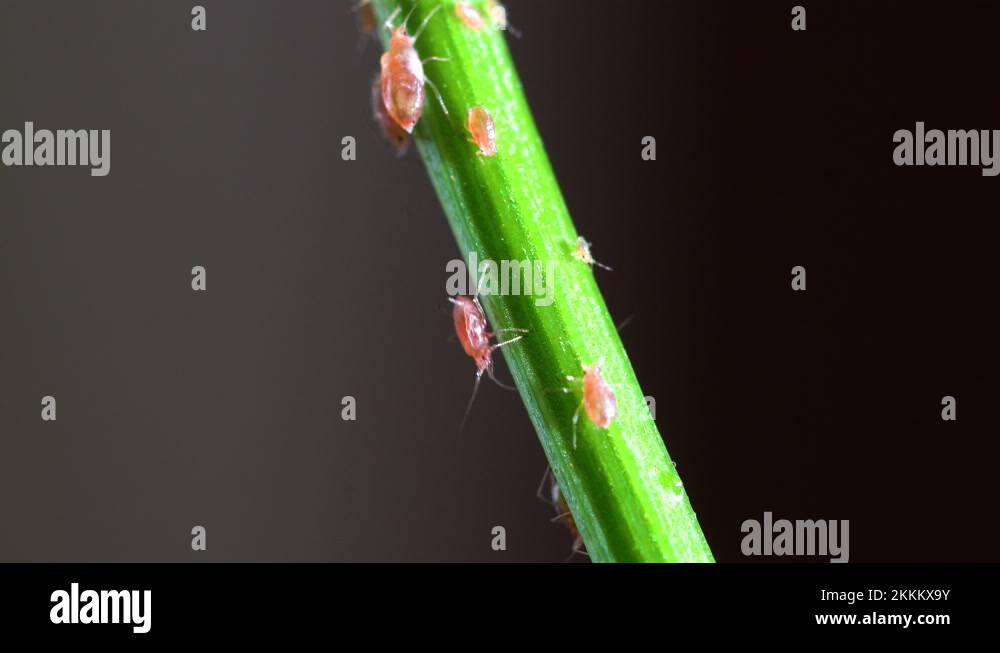 Pink aphids moving nervously up and down the green stem. Extreme macro ...