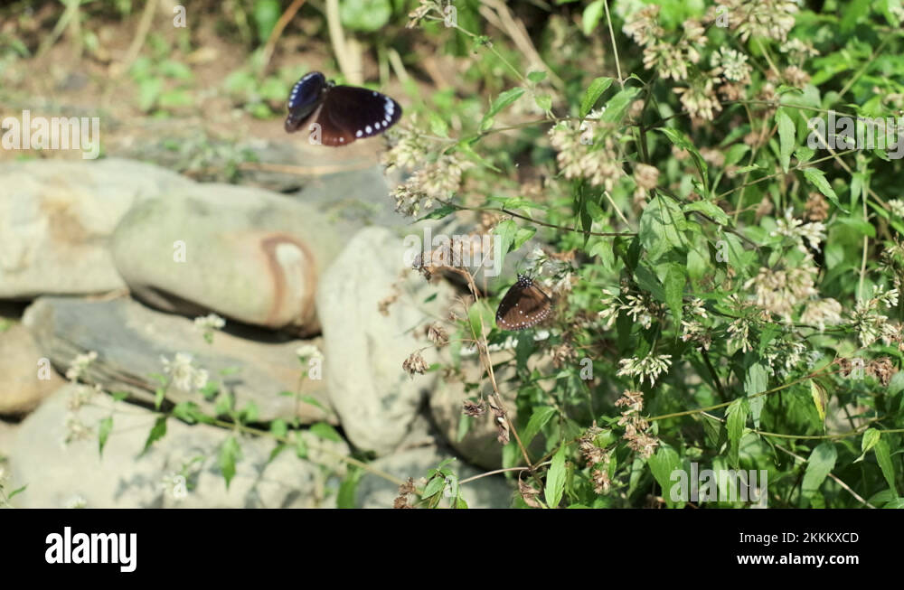 Butterfly landing Stock Videos & Footage - HD and 4K Video Clips - Alamy