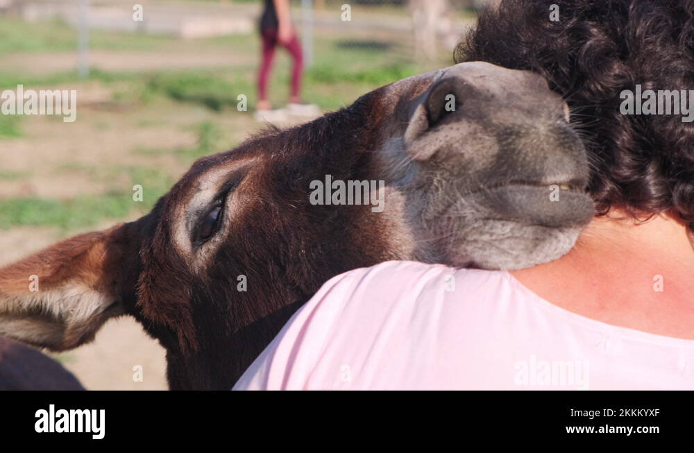 Happy donkey falling in love with farmer girl, leaning head on the ...