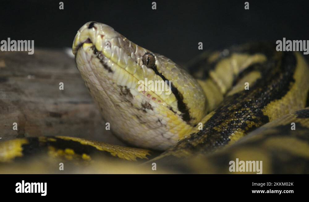 Nose in the air Stock Videos & Footage - HD and 4K Video Clips - Alamy