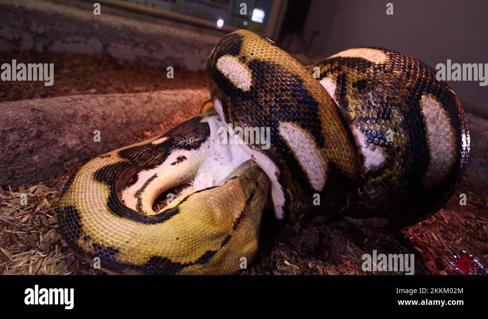 reticulated python continues to swallow baby goat head slomo Stock ...