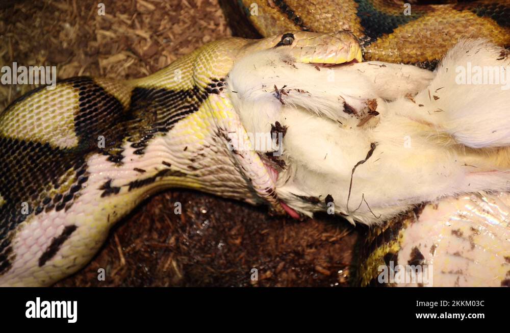 reticulated python uses neck muscles to pull goat in then takes bigger ...