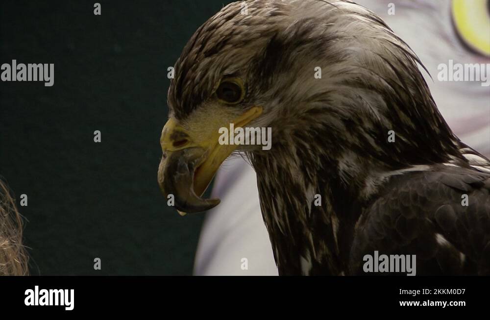 Close-up of a young Bald eagle with a beak malformation Stock Video ...