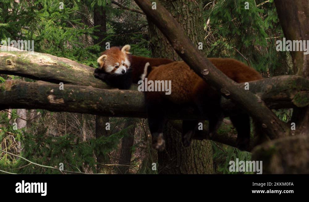 Two Red panda sleeping on a tree. Waking up. Cute animal. Extinct Stock ...