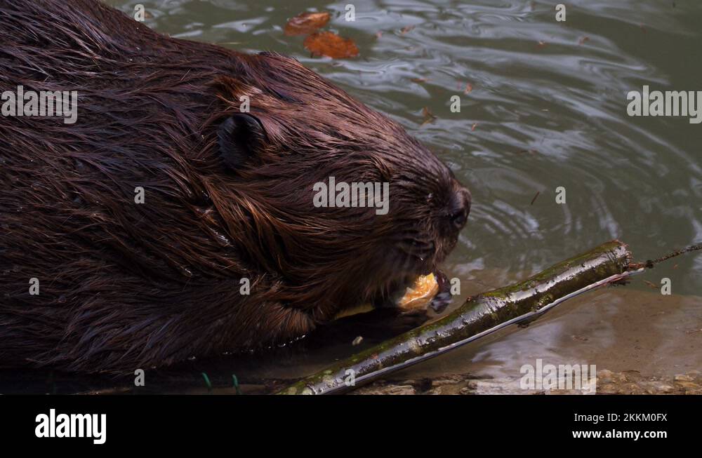 Beaver animal Stock Videos & Footage - HD and 4K Video Clips - Alamy