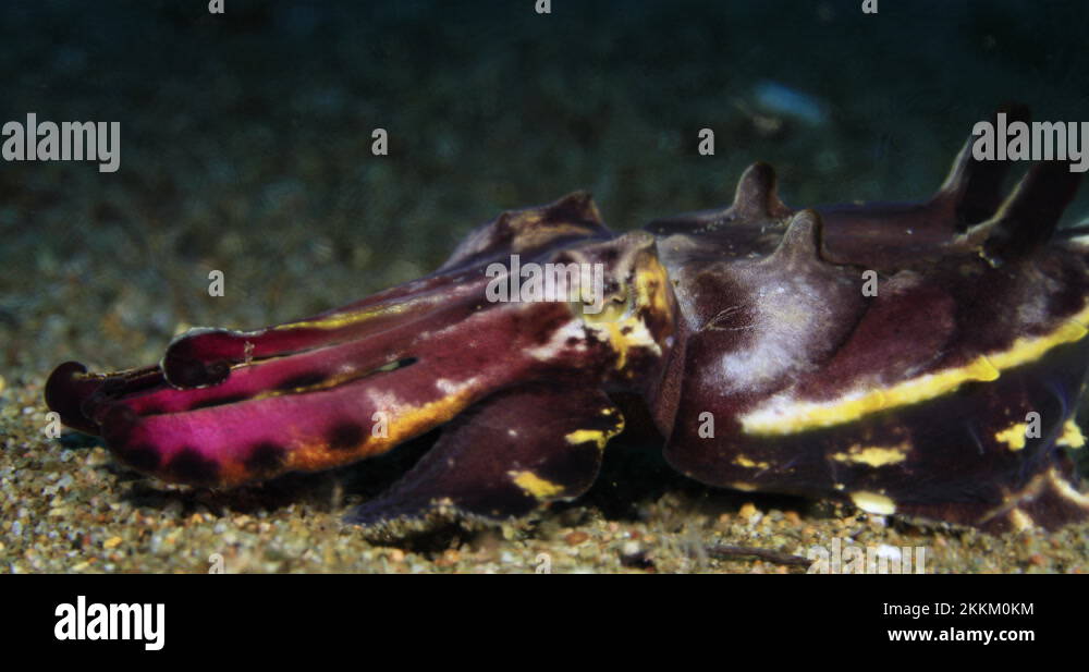Flamboyant Cuttlefish (Metasepia pfefferi) Underwater in Dumaguete ...