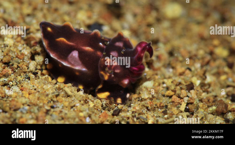 Flamboyant Cuttlefish (Metasepia pfefferi) Underwater in Dumaguete ...