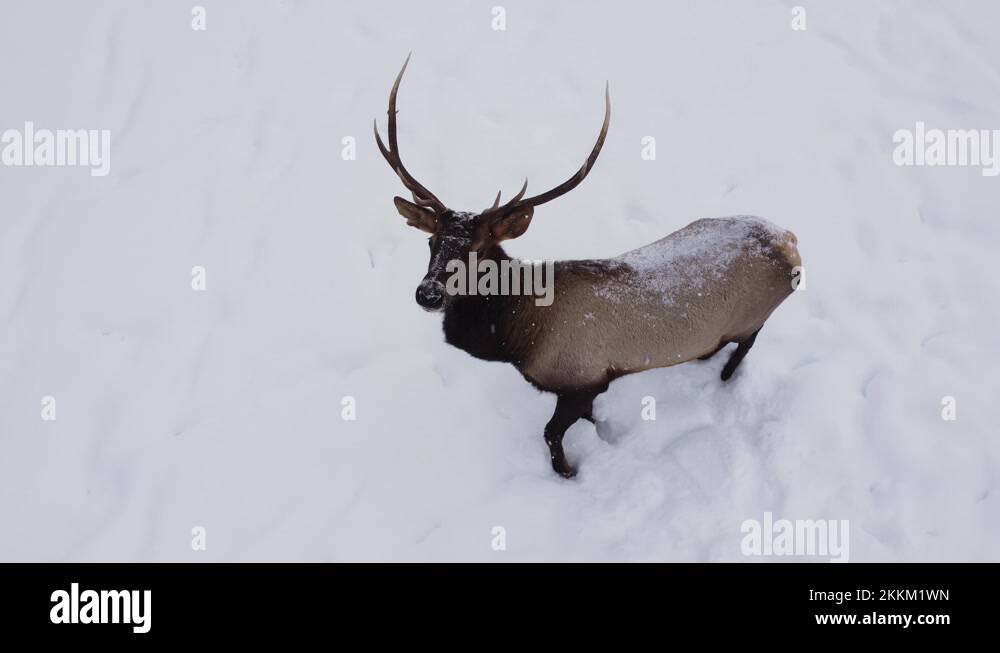 Bull elk winter Stock Videos & Footage - HD and 4K Video Clips - Alamy