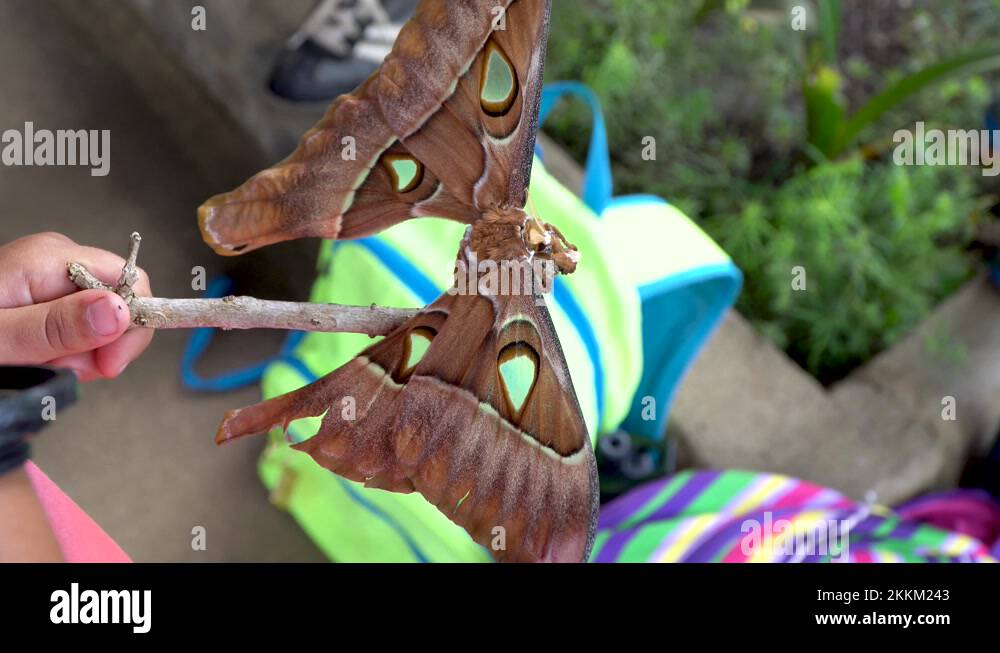 Hercules moth, the largest moth in the world, endemic to Australia and ...