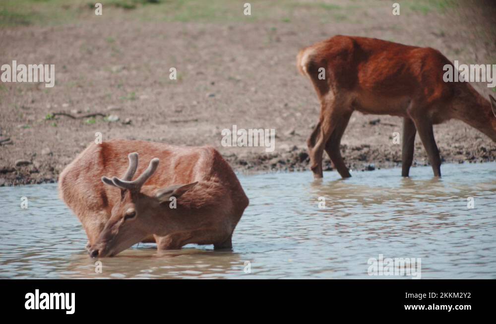 Red tailed deer Stock Videos & Footage - HD and 4K Video Clips - Alamy