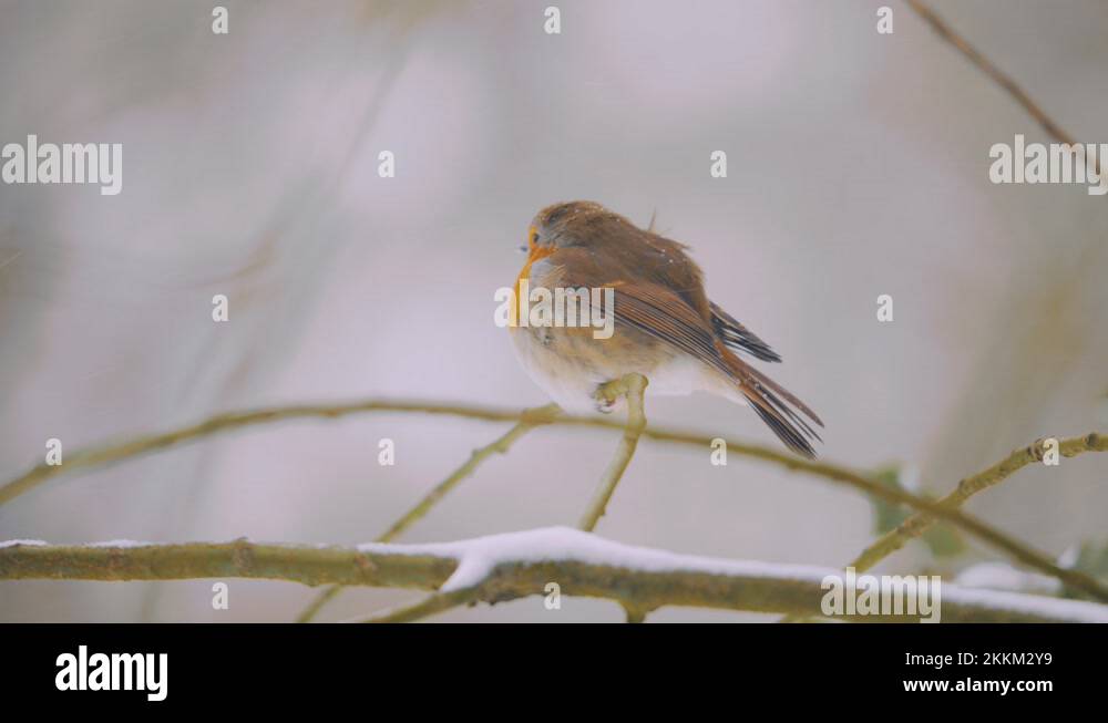 Female robin Stock Videos & Footage - HD and 4K Video Clips - Alamy
