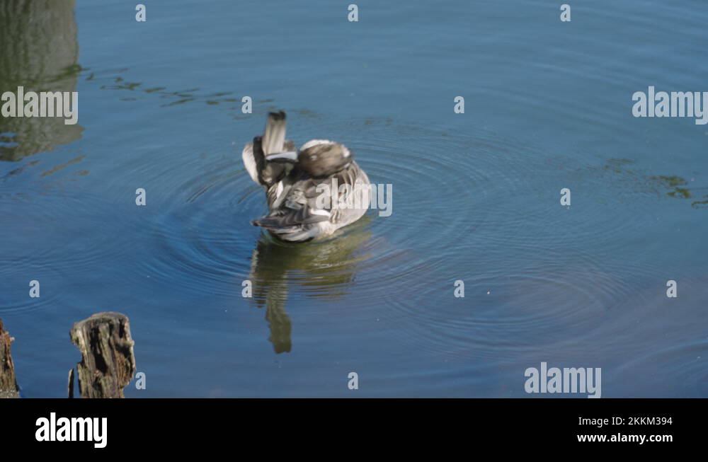 Northern Pintail Duck Cleaning Itself In The Lake Near Tokyo Japan ...