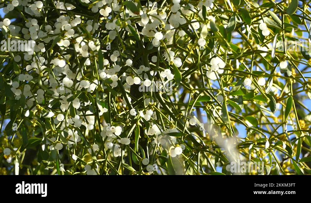 Mistletoe on the tree Stock Videos & Footage - HD and 4K Video Clips ...