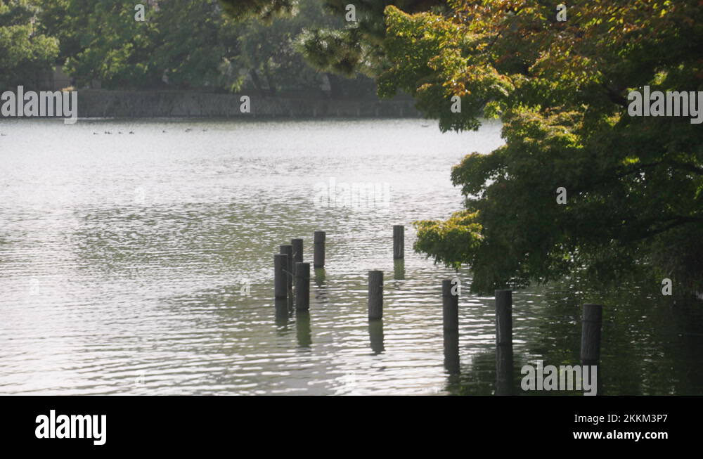 Tokyo vegetation Stock Videos & Footage - HD and 4K Video Clips - Alamy