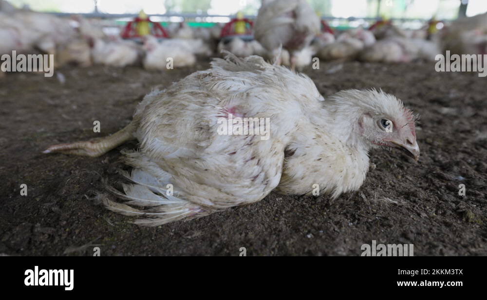 Cruelty to animals. Large factory Poultry farm. 30 000 chickens in ...