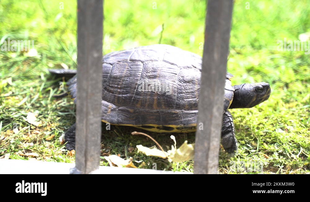 Turtle on fence Stock Videos & Footage - HD and 4K Video Clips - Alamy