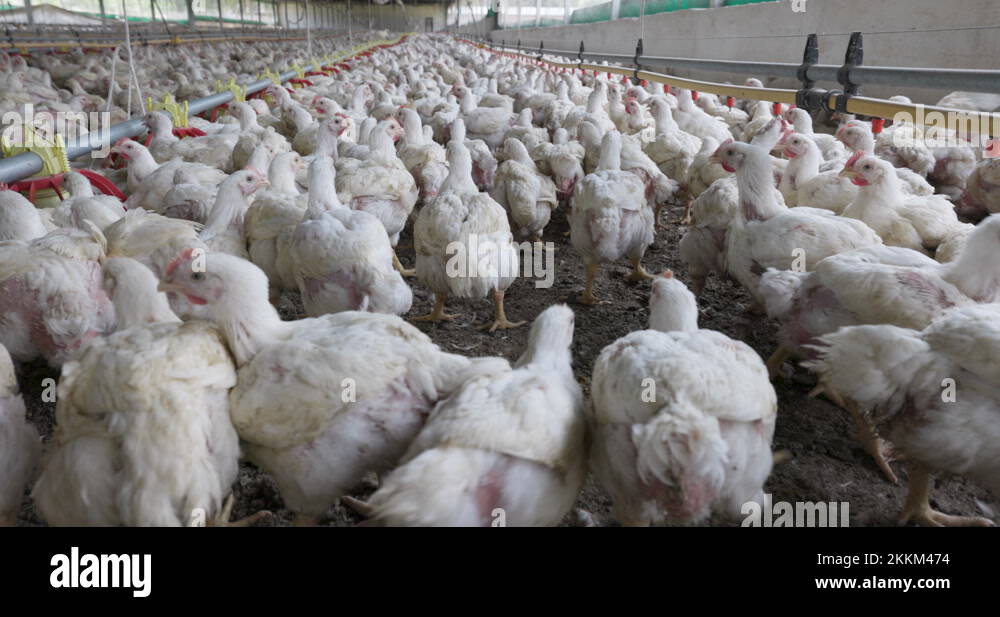 Cruelty to animals. Large factory Poultry farm. 30 000 chickens in ...