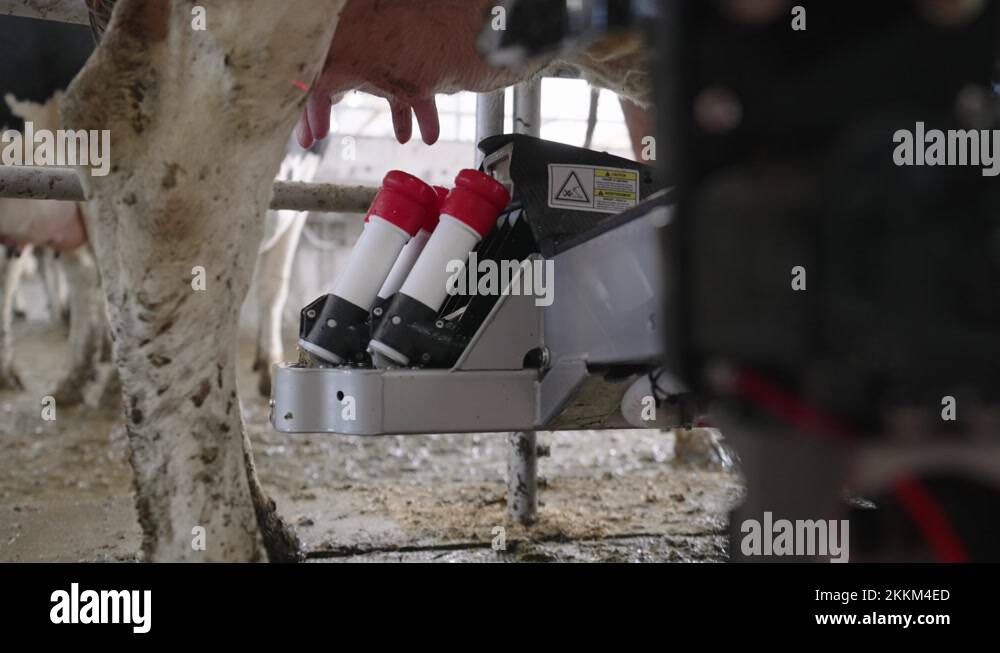 Automatic Milking System Positions The Teat Cup Shells Below The Udders Of Stock Video Footage ...