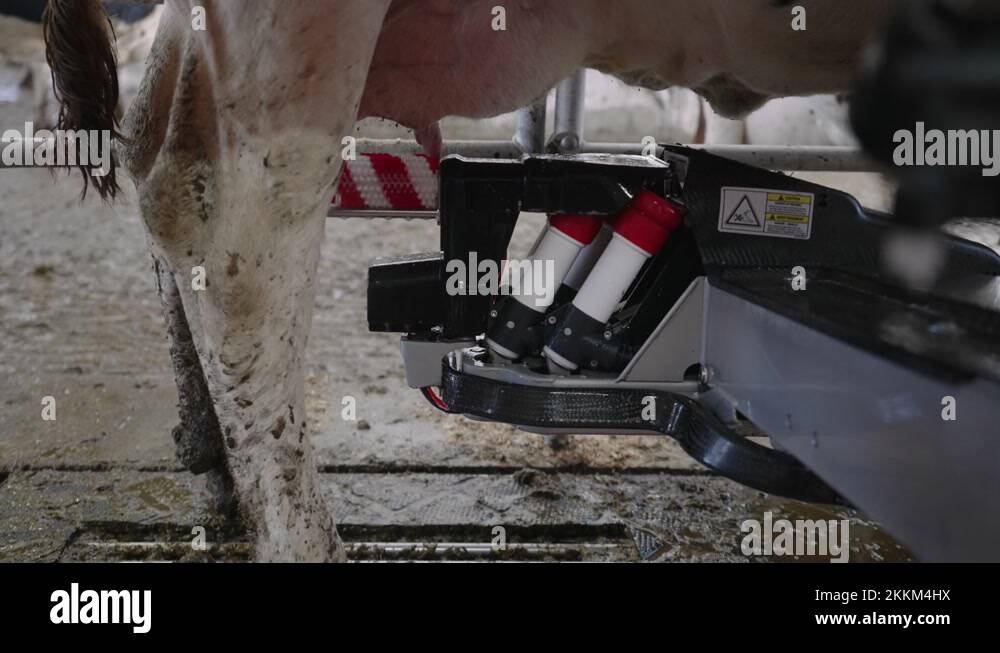 Milking Machine Scrubs The Udders Of The Dairy Cattle Inside The ...