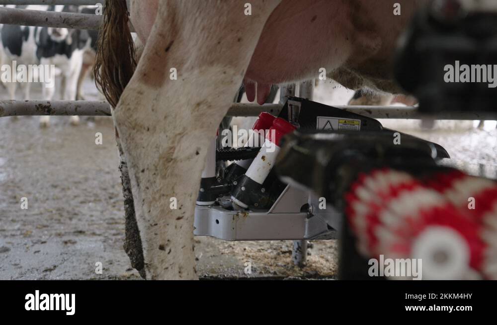 Teatcupshell Stock Videos & Footage - HD and 4K Video Clips - Alamy