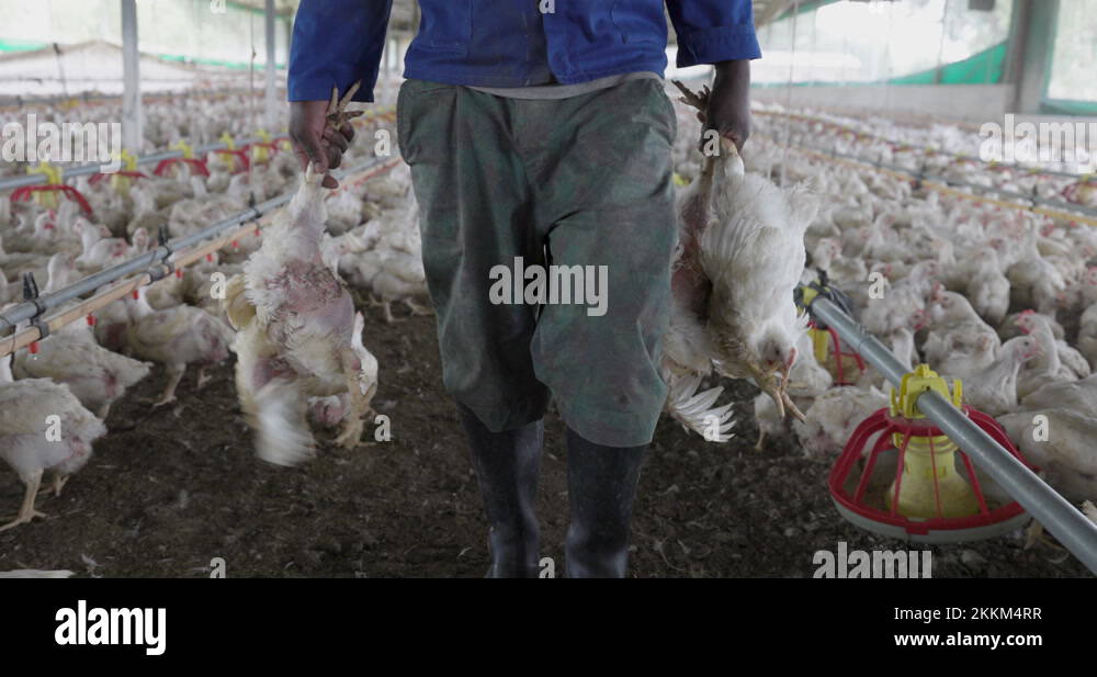 Fattening animals Stock Videos & Footage - HD and 4K Video Clips - Alamy