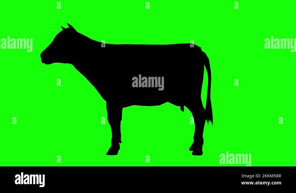Silhouette of a cow idle, on green screen, side view. Animal ...