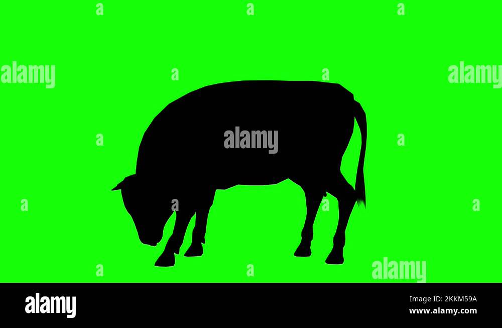 Silhouette of a cow eating, on green screen, side view. Animal ...