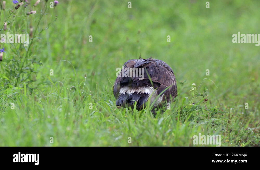 Rain goose Stock Videos & Footage - HD and 4K Video Clips - Alamy