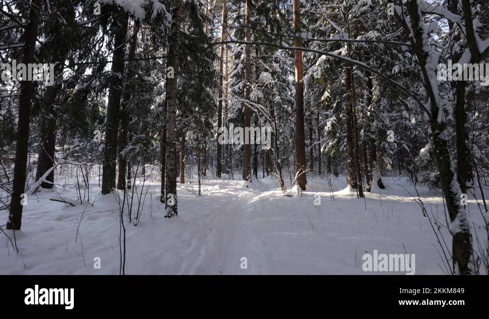 cold sunny day at winter in forest, moving shot between snowy trees ...