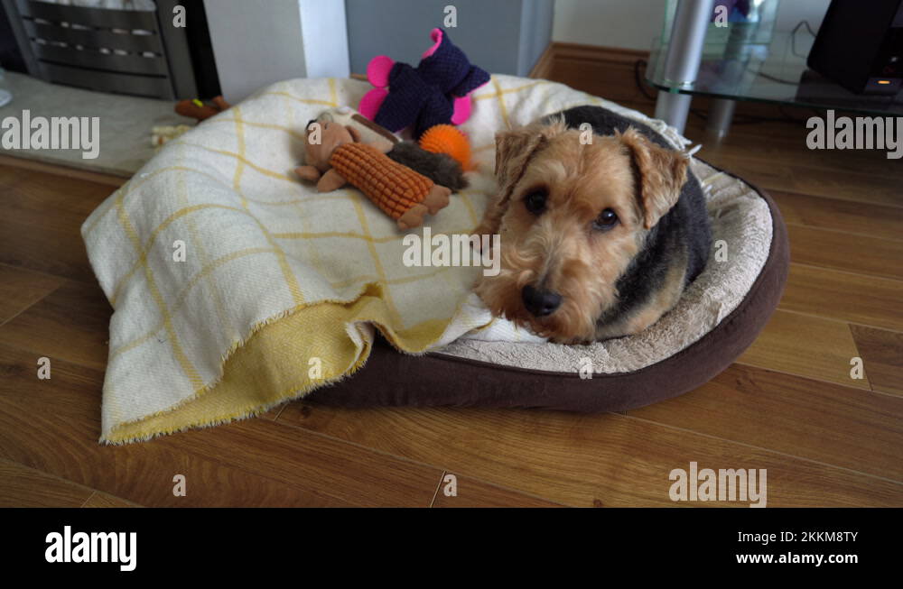 Dog in his bed looks up as owner talking to him dog is understanding by ...