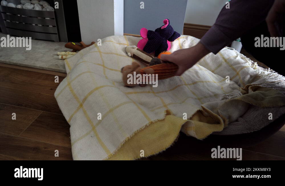 Pet owner sad Stock Videos & Footage - HD and 4K Video Clips - Alamy