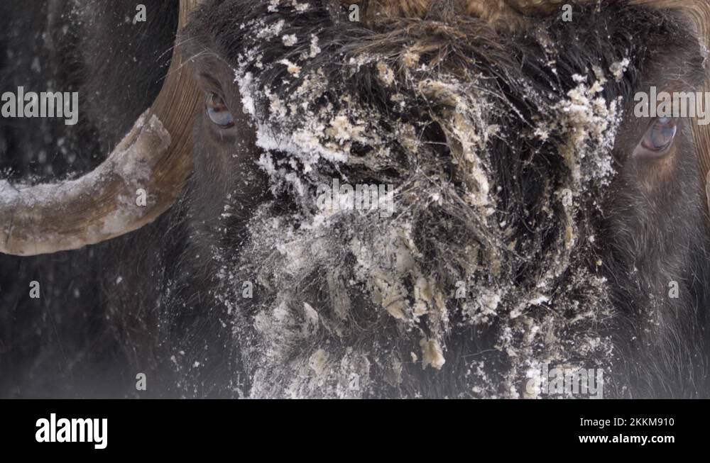 Ox muzzle Stock Videos & Footage - HD and 4K Video Clips - Alamy