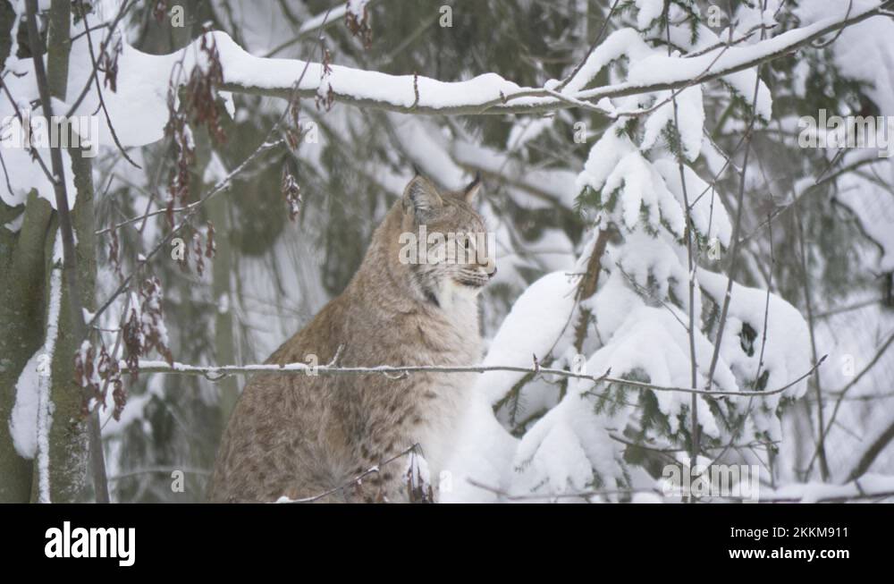 Menacing feline Stock Videos & Footage - HD and 4K Video Clips - Alamy