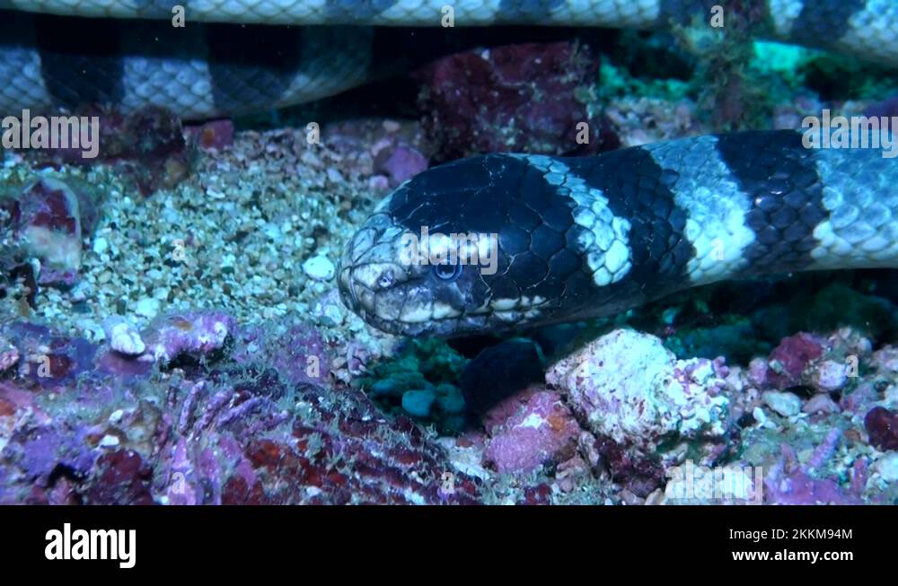 Black Banded Sea Snake (hydrophis melanocephalus) - Face Close Up ...
