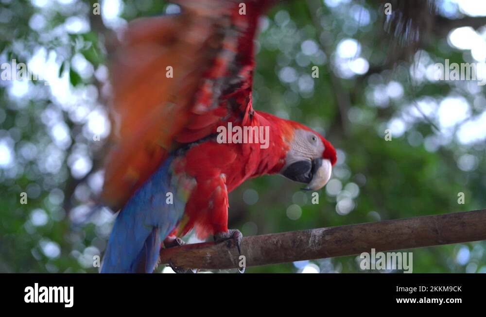 Parrot flapping wings Stock Videos & Footage - HD and 4K Video Clips ...