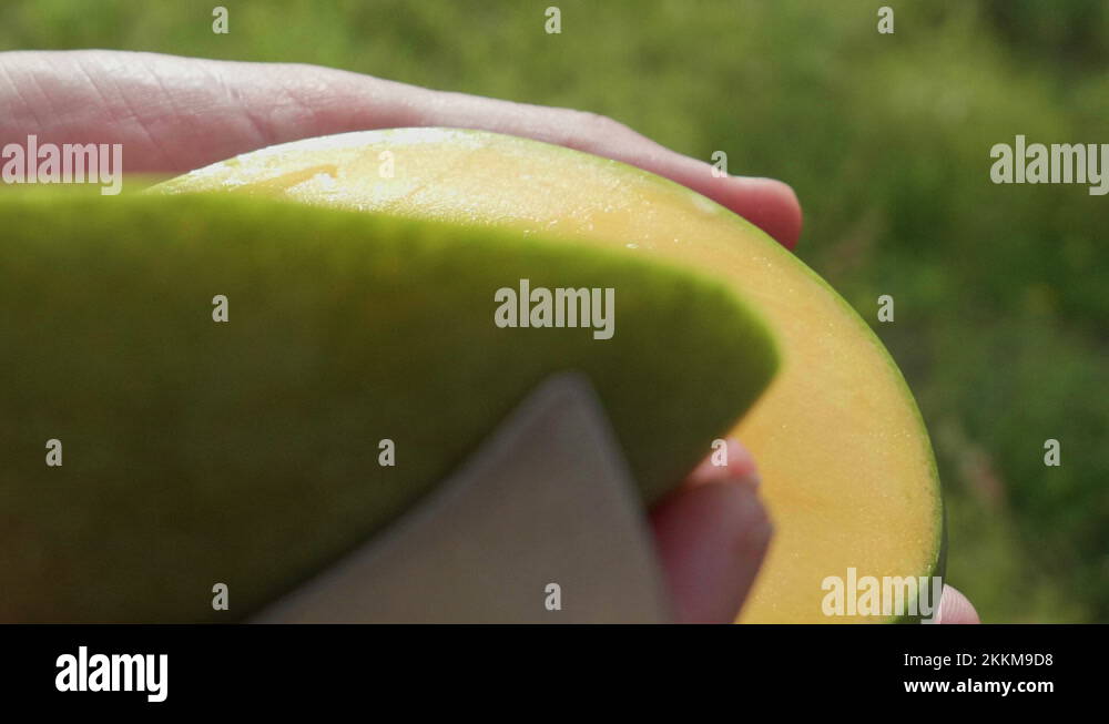 Juicy mango being opened in half in an ecological farm, handheld close ...