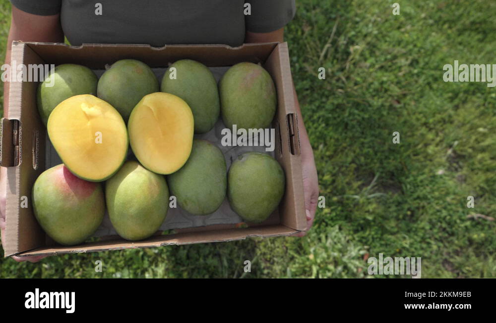 Box of mangoes in an ecological farm, medium shot dolly left directly ...