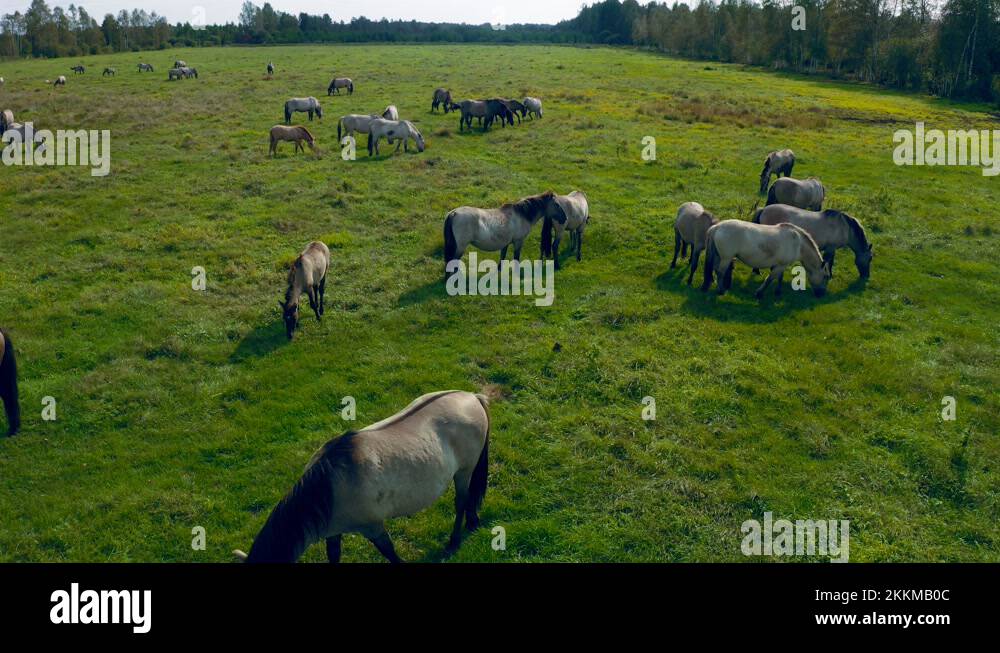 Tarpan horses Stock Videos & Footage - HD and 4K Video Clips - Alamy
