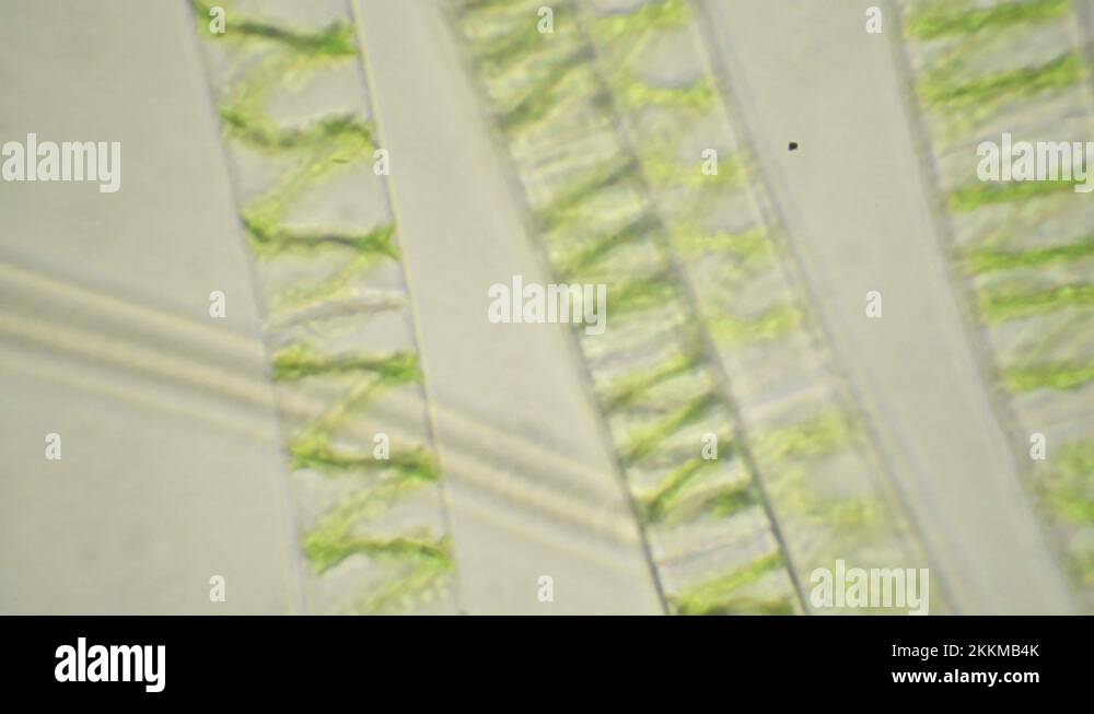 Filamentous alga Stock Videos & Footage - HD and 4K Video Clips - Alamy